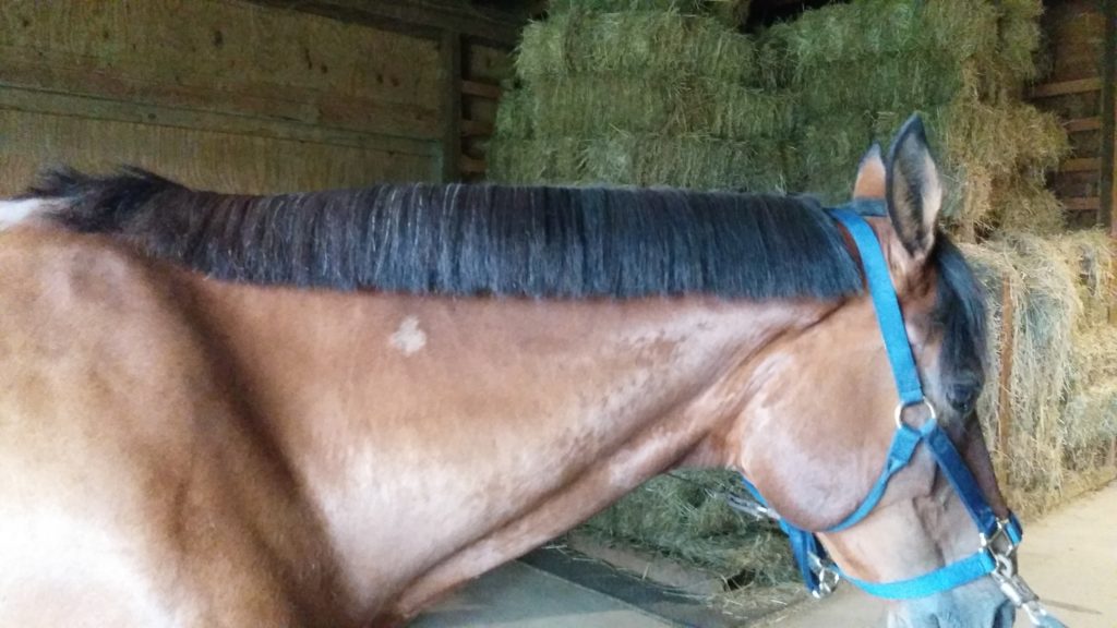 MANE PULLING SHORTCUT TOOLS – Braid Secrets