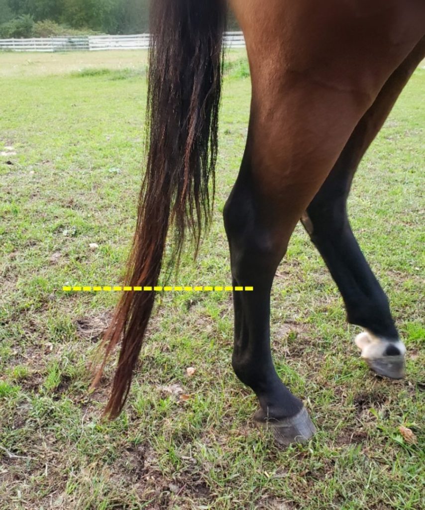 HOW TO PROVIDE THE BEST HORSE TAIL CARE – Braid Secrets