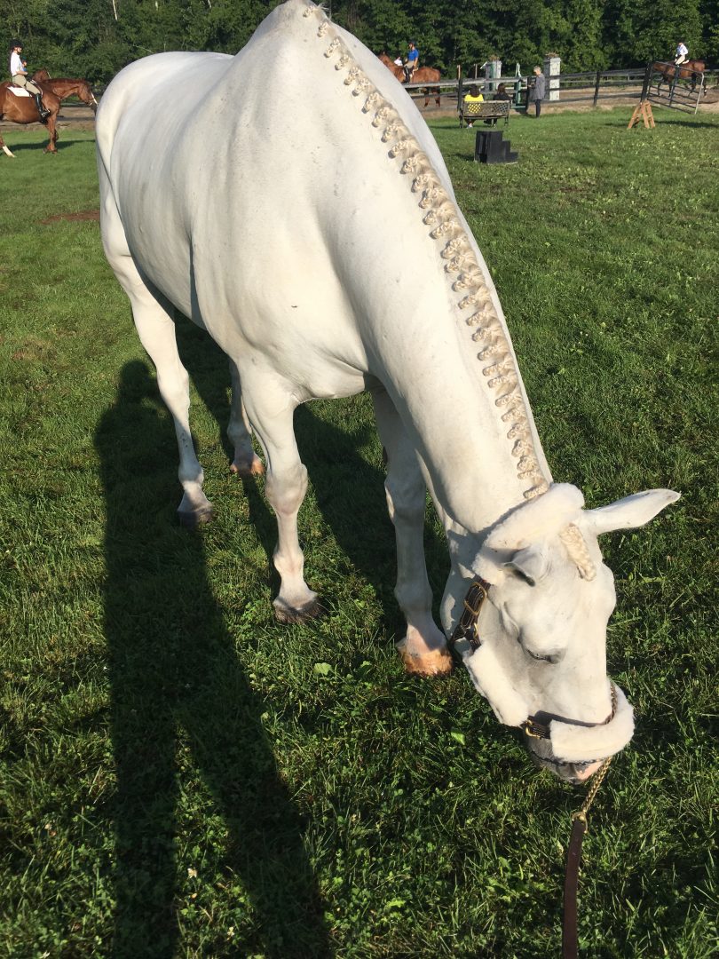 Mane Braiding Workshop – Braid Secrets